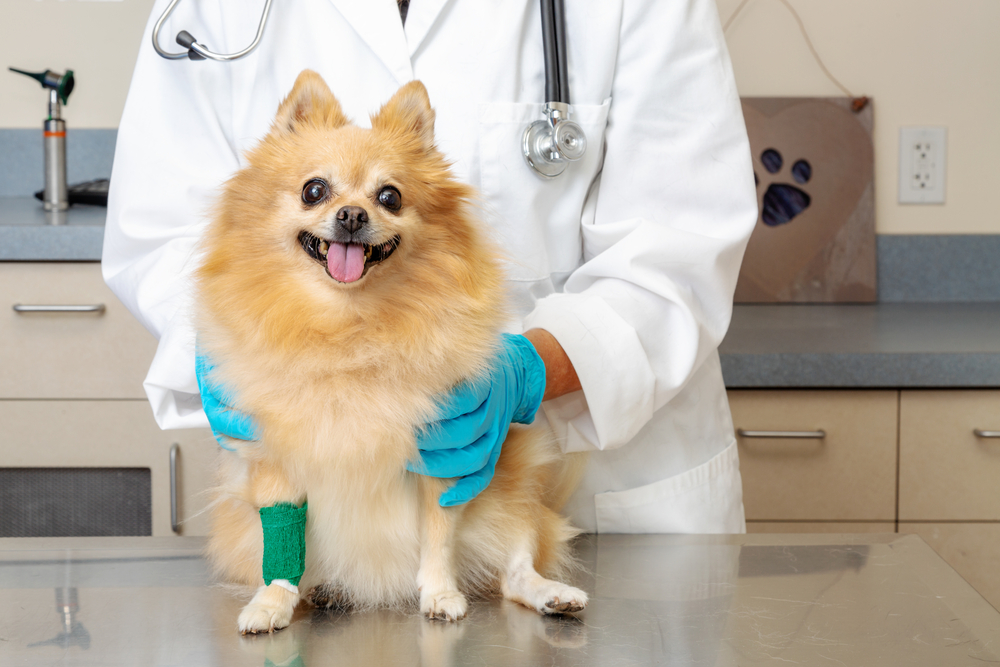 24 Hour Emergency Vet • Town and Country Veterinary Clinic & Emergency ...
